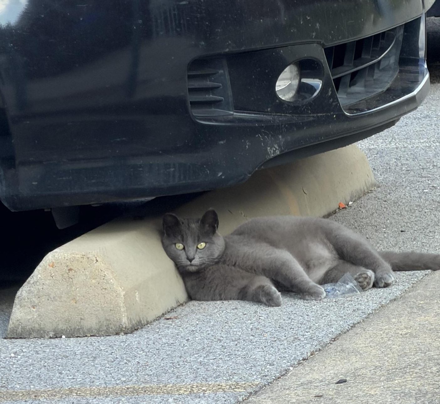 Franklin students collectively adopt Lottie the sewer cat – The Murray ...